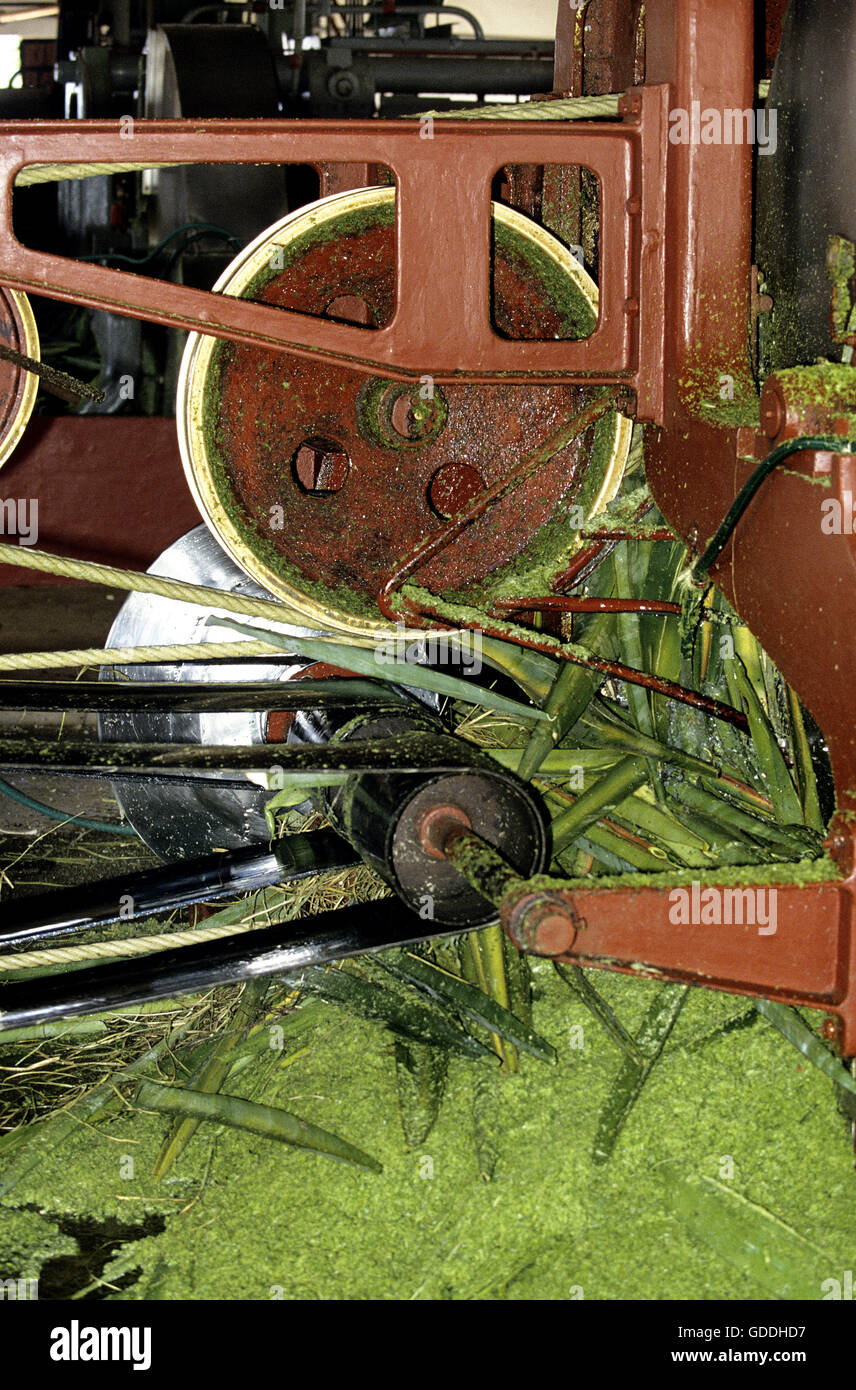 Rope Factory, Sisal Plant, agave sisalana, Fort Dauphin in Madagascar ...