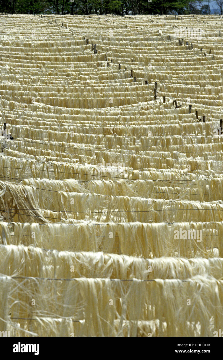 Rope Factory, Sisal Plant, agave sisalana, Fibres drying, Fort Dauphin ...