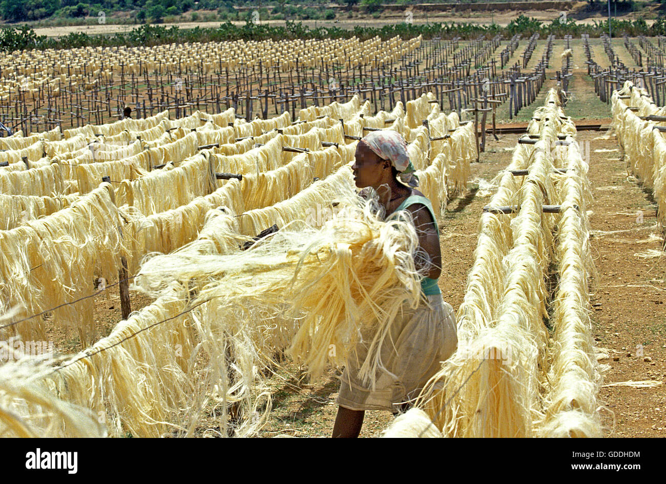 Sisal factory in madagascar sisal High Resolution Stock Photography and ...