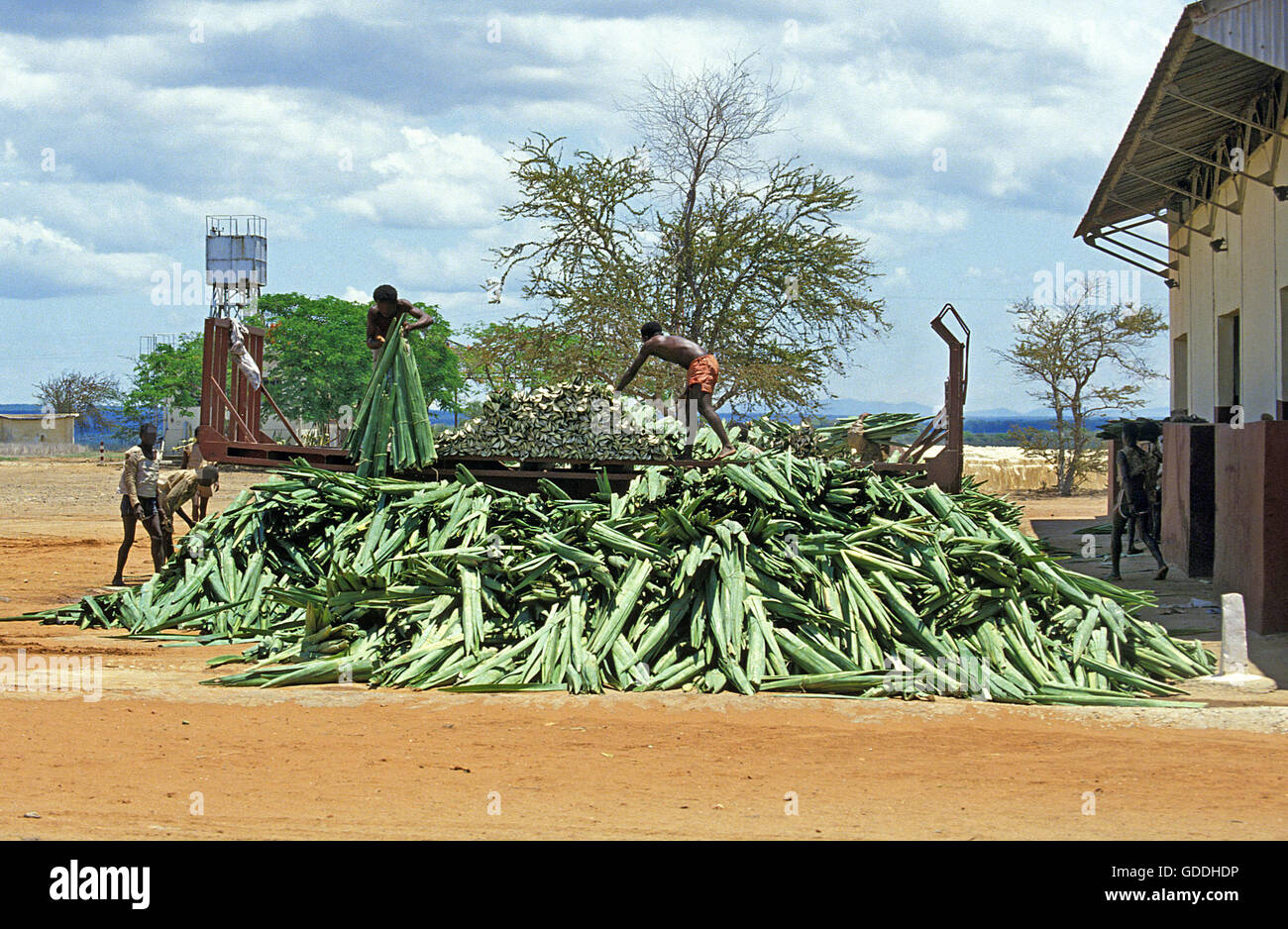 Rope of Sisal Plant, agave sisalana, Factory at Fort Dauphin in ...