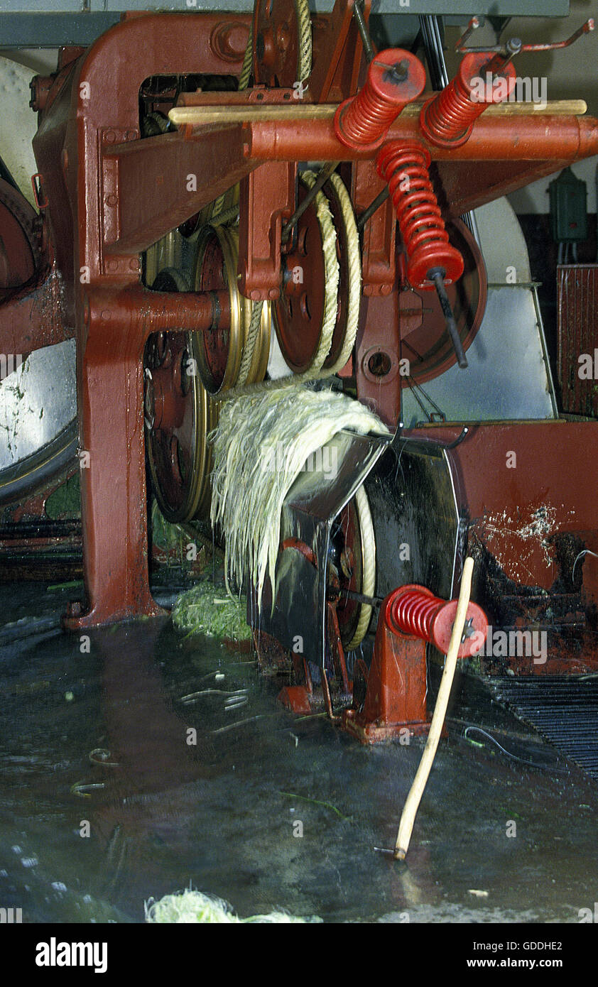 Rope of Sisal Plant, agave sisalana, Factory at Fort Dauphin in ...