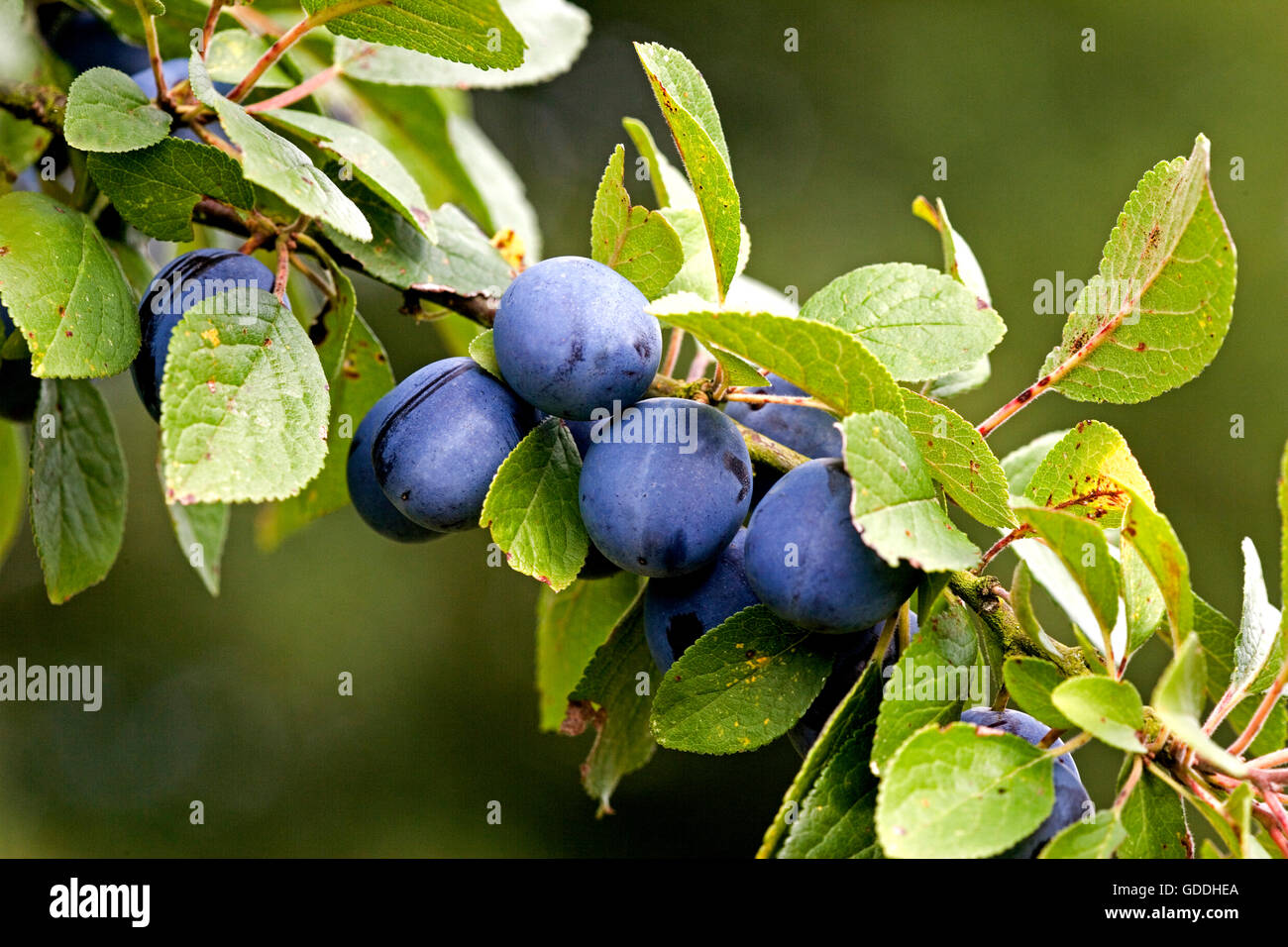 Quetsche Plum, prunus domestica, Branch with Fruits, Normandy Stock ...