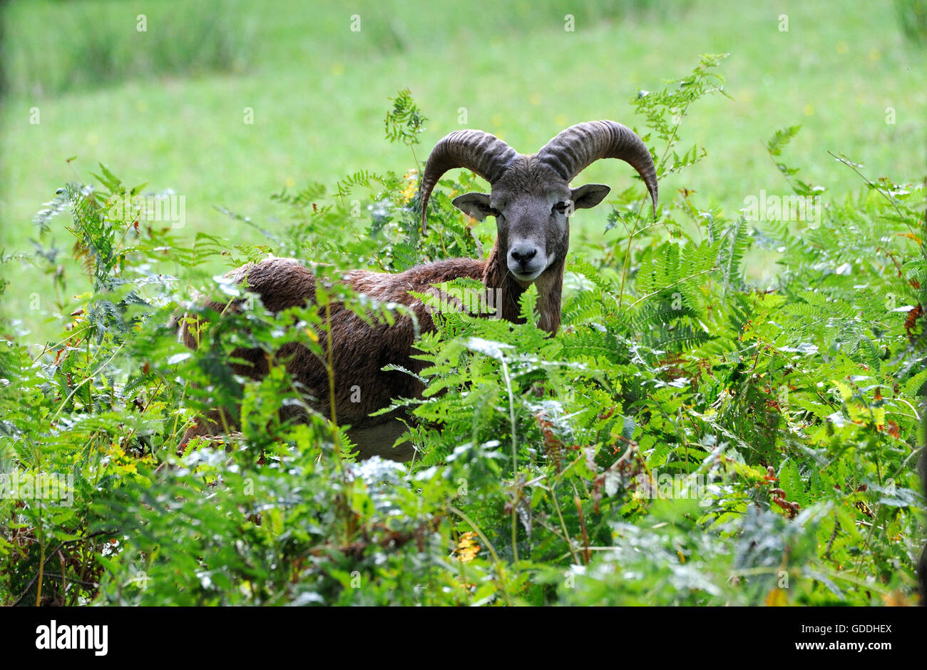 Mufflon hi-res stock photography and images - Alamy