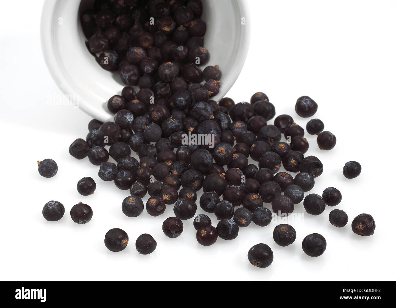 JUNIPER BERRIES juniperus communis AGAINST WHITE BACKGROUND Stock Photo ...
