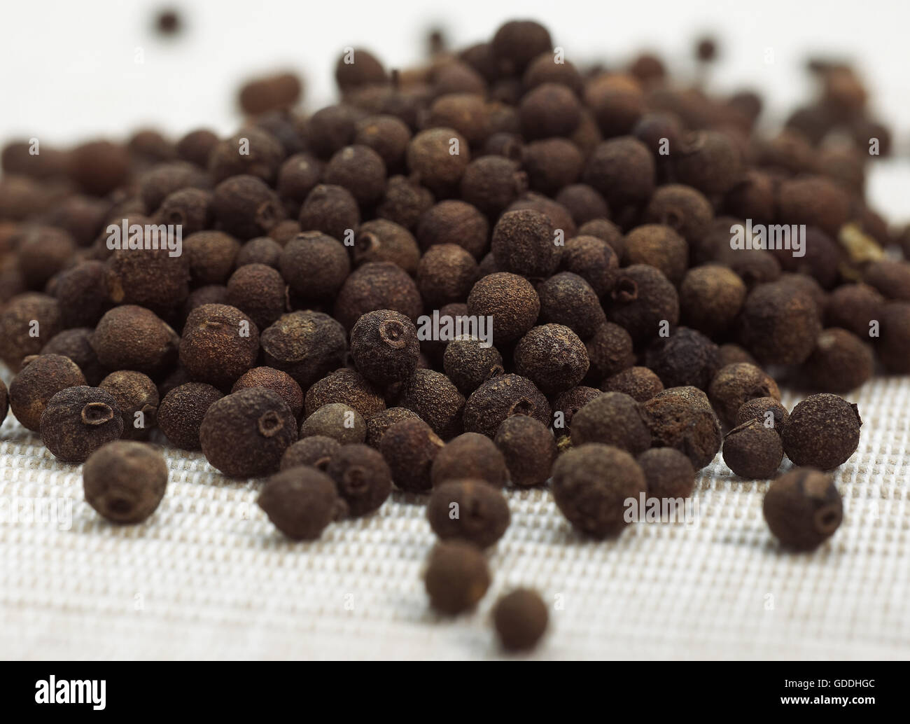 Jamaica Pepper, pimenta dioica, Berries against White Background Stock ...