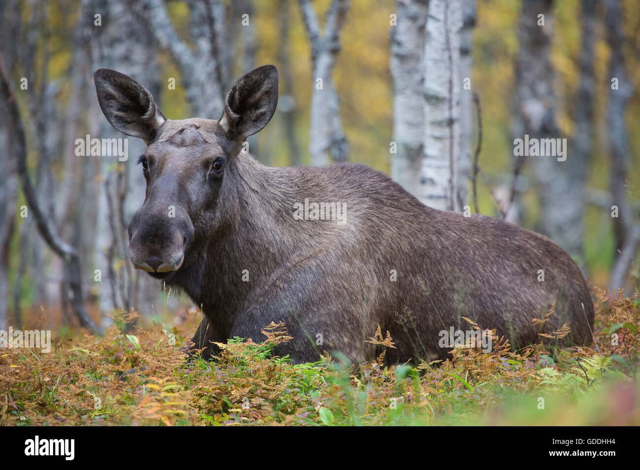 Autumn elk hi-res stock photography and images - Alamy