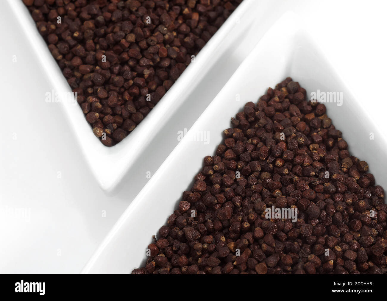 GRAINS OF PARADISE aframomum melegueta, AN AFRICAN SPICE Stock Photo ...
