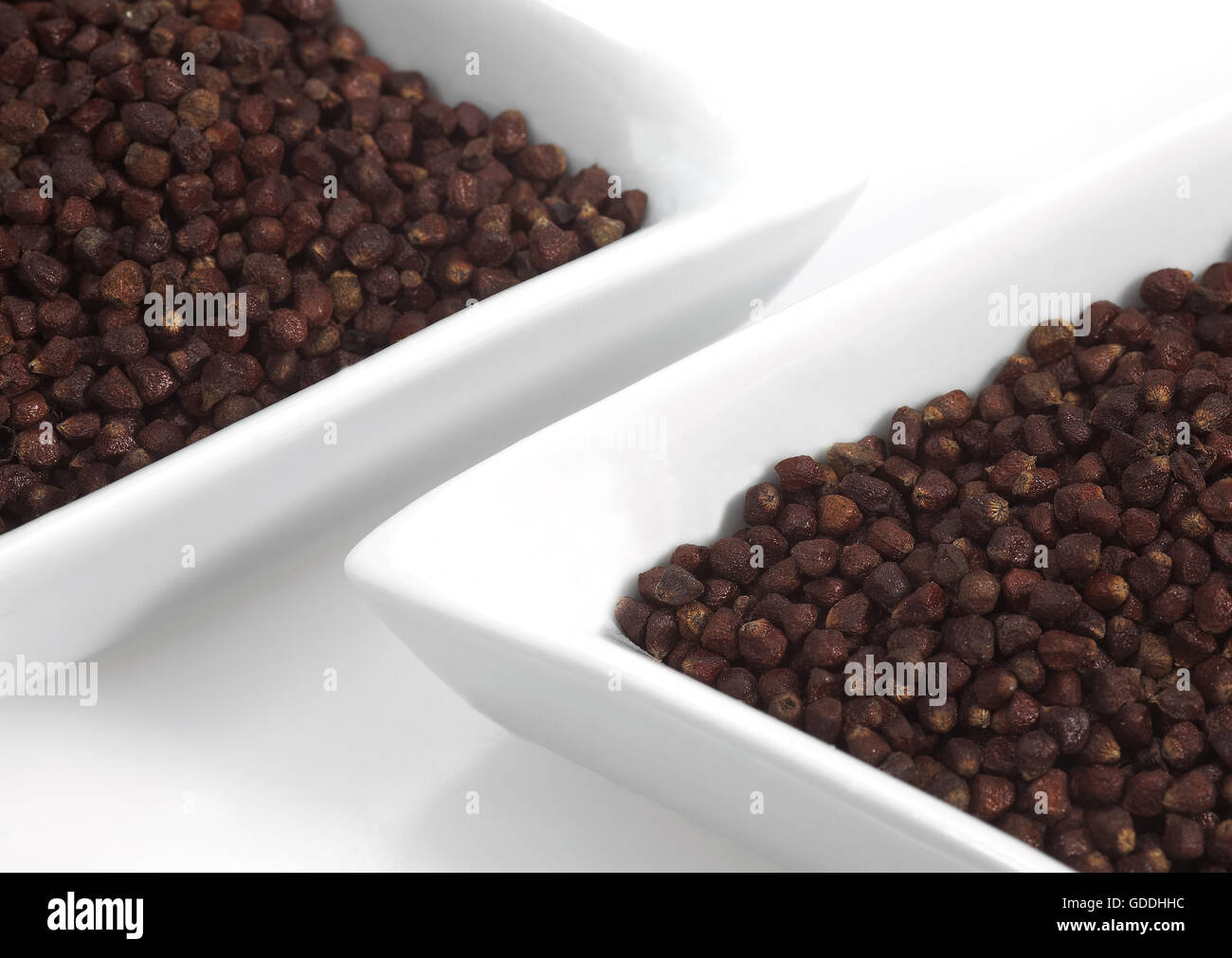 GRAINS OF PARADISE aframomum melegueta, AFRICAN SPICE Stock Photo - Alamy
