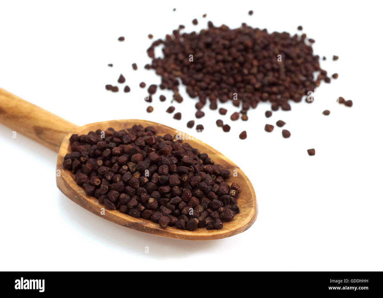 GRAINS OF PARADISE aframomum melegueta, AN AFRICAN SPICE Stock Photo ...