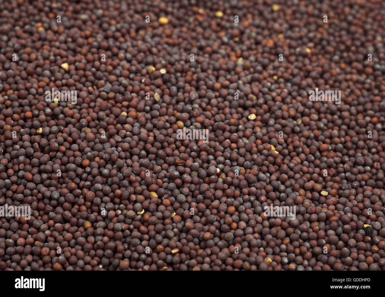 Sinapis nigra hi-res stock photography and images - Alamy