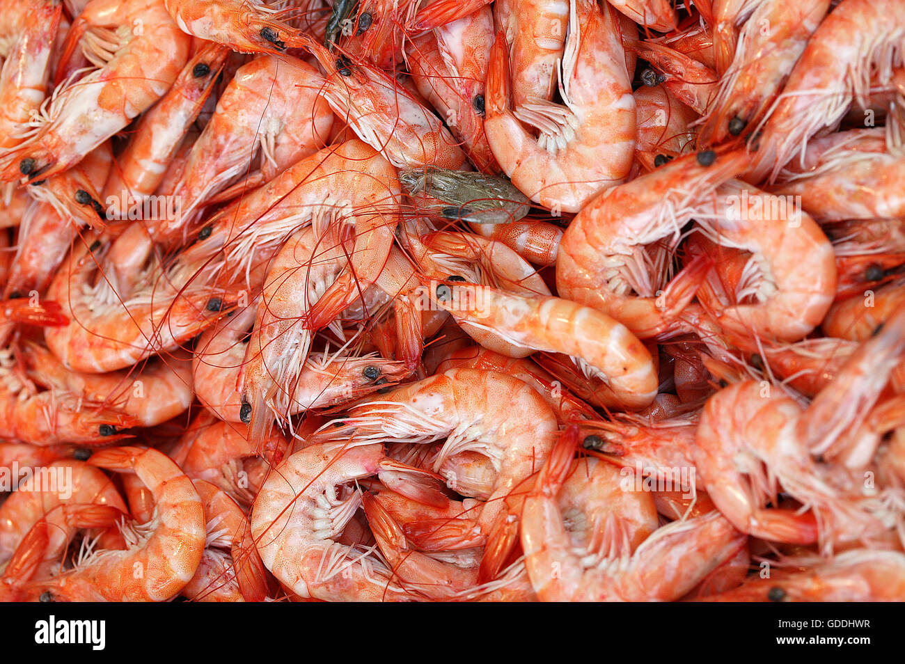 Common prawns palaemon serratus hi-res stock photography and images - Alamy