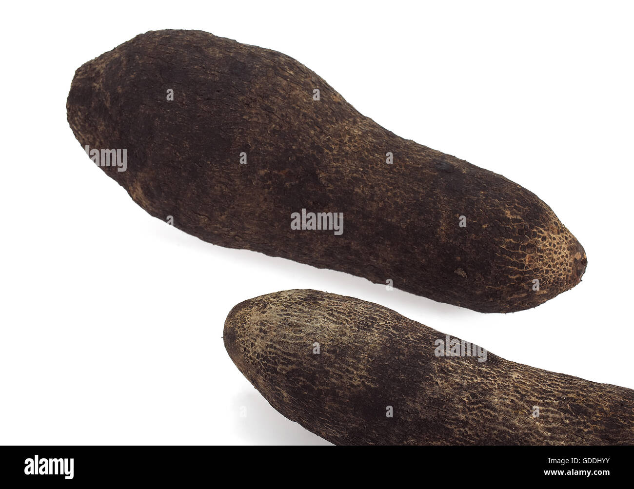 YAM dioscorea sp AGAINST WHITE BACKGROUND Stock Photo - Alamy