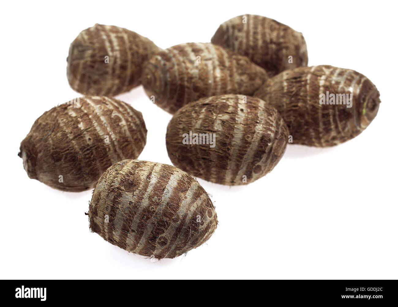 Eddo, Tuber of the Dasheen Plant, colocasia esculenta Stock Photo - Alamy