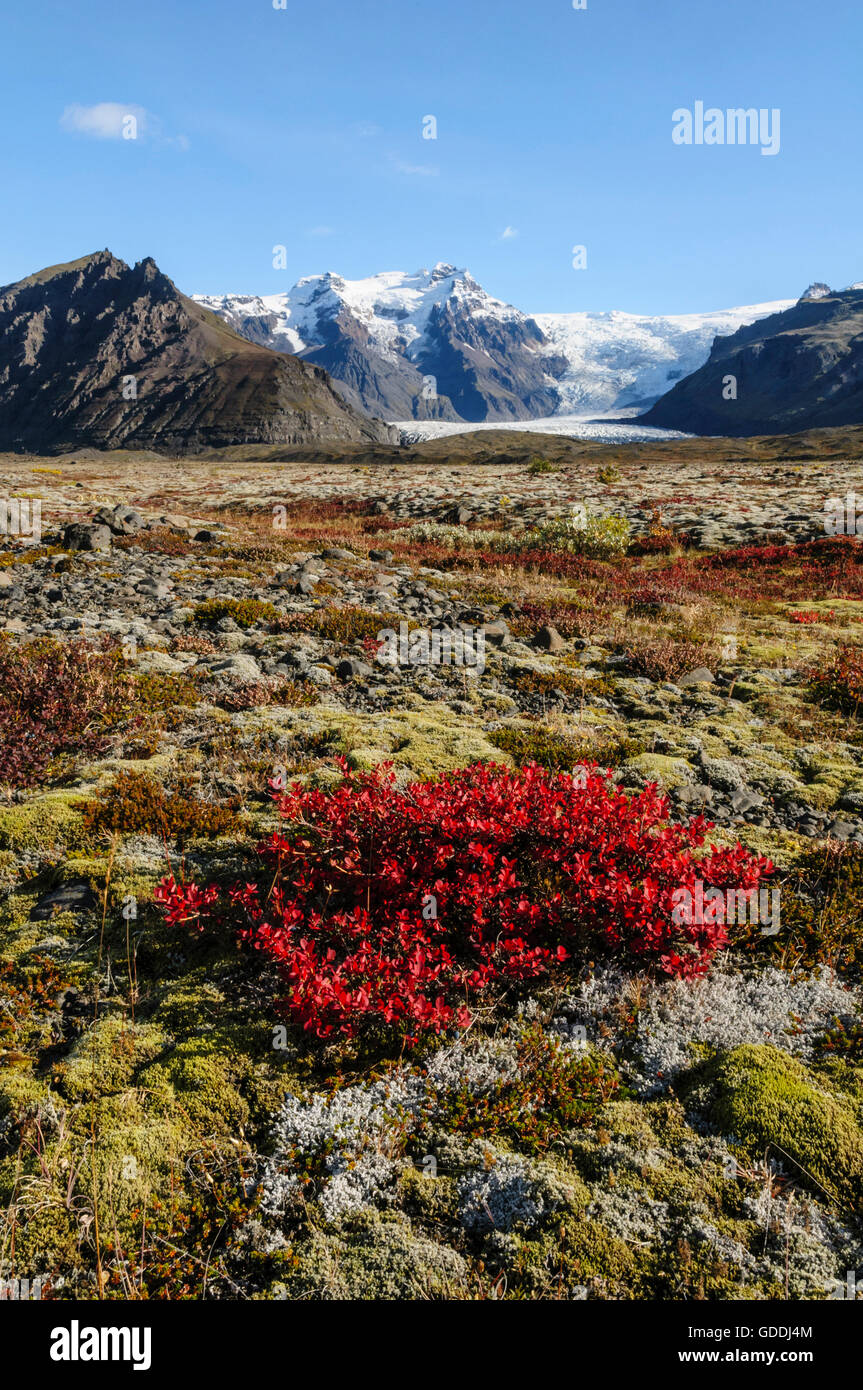 Bog bilberry (Vaccinium uliginosum) in autumnal colours in the area of ...