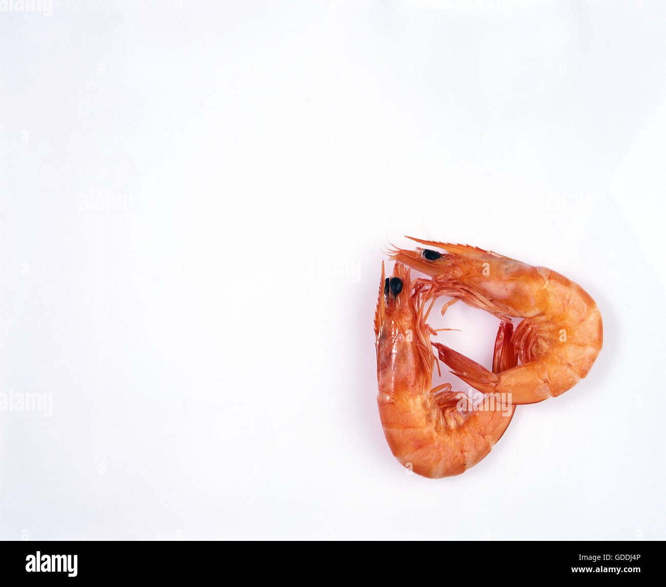 Fresh Common Prawns Against White Background Stock Photo - Alamy