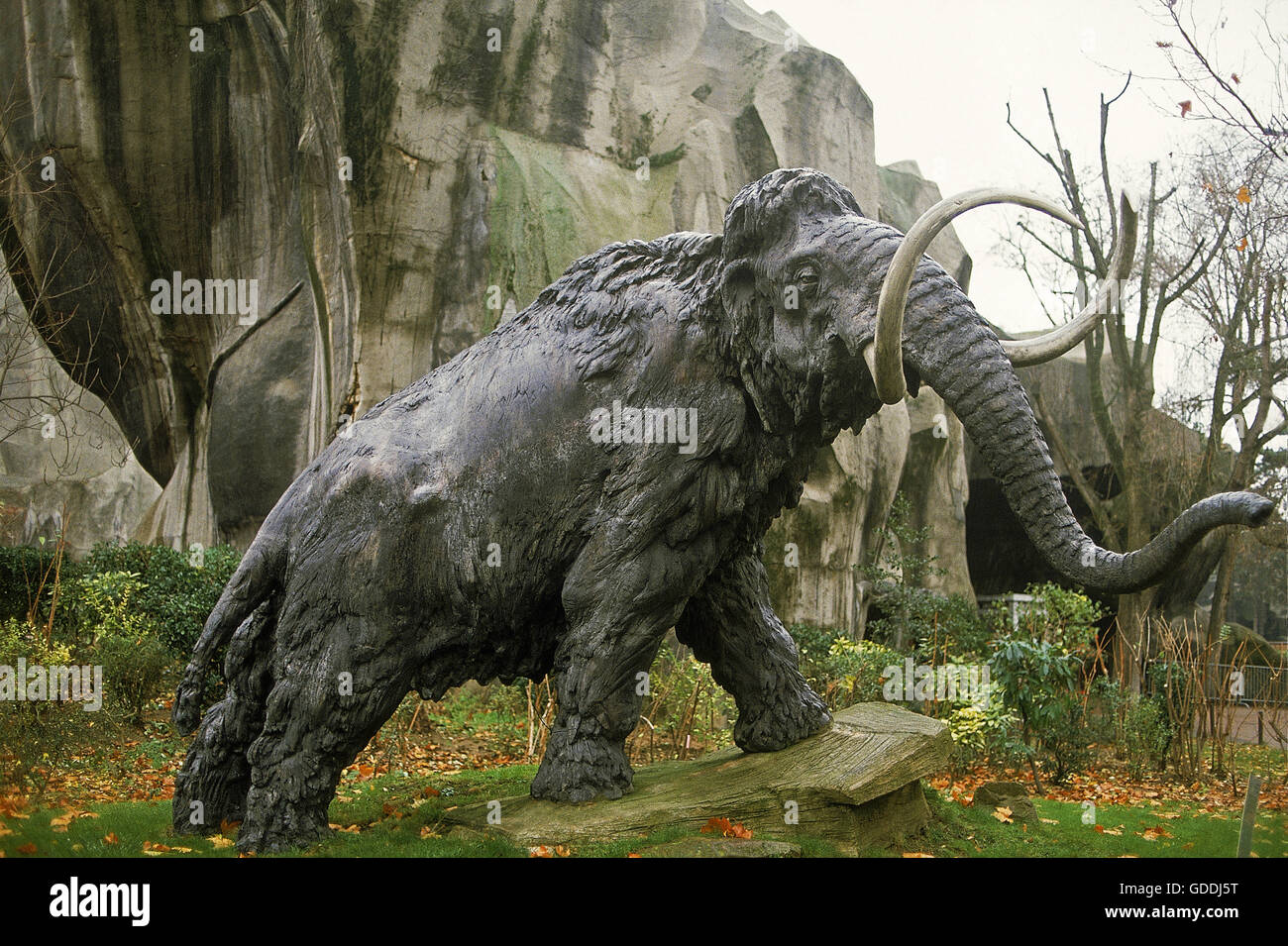 Woolly mammoths hi-res stock photography and images - Alamy
