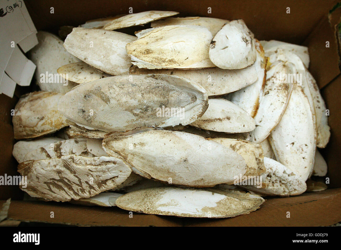 Bones Of Cuttlefish High Resolution Stock Photography and Images - Alamy
