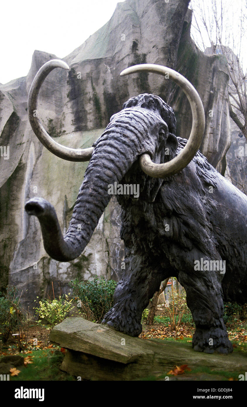 Mammuthus primigenius hi-res stock photography and images - Alamy