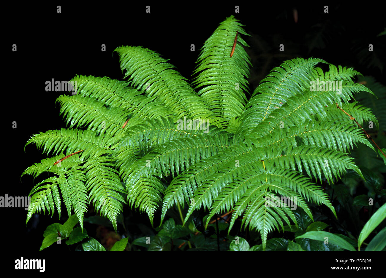 Pteridium aquilinum fern bracken hi-res stock photography and images ...