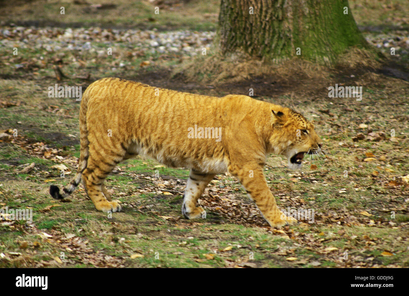 Panthera leo x tigris hi-res stock photography and images - Alamy