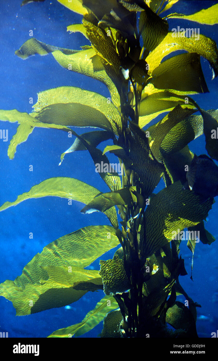 Kelp macrocystis pyrifera hi-res stock photography and images - Alamy