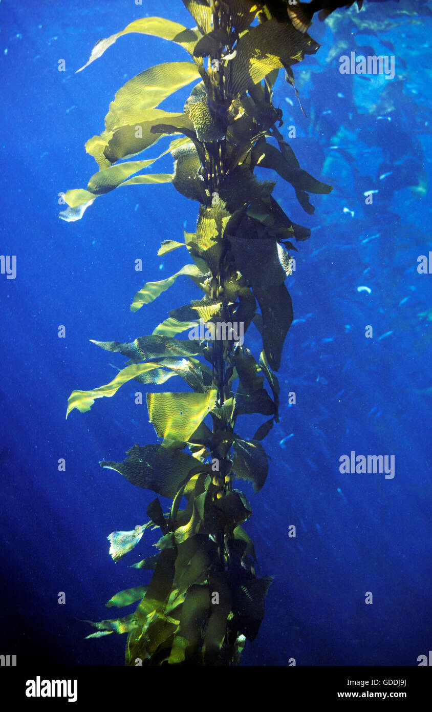 Giant bladder kelp hi-res stock photography and images - Alamy