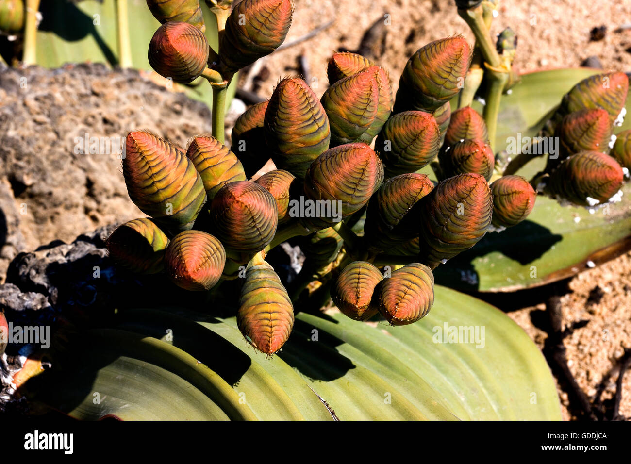 WELWITSCHIA welwitschia mirabilis, NAMIB DESERT IN NAMIBIA Stock Photo ...