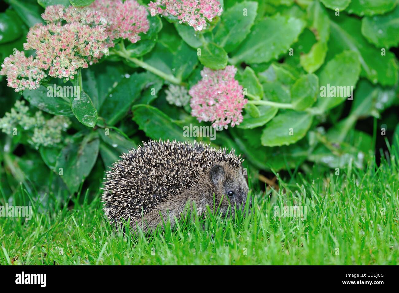 Hedgehog stings hi-res stock photography and images - Alamy