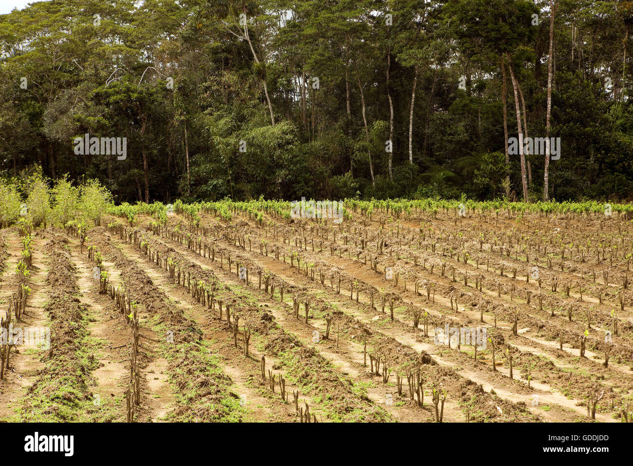 Coca Field, erythroxylum coca, Leafs producing Cocaine, Peru Stock ...