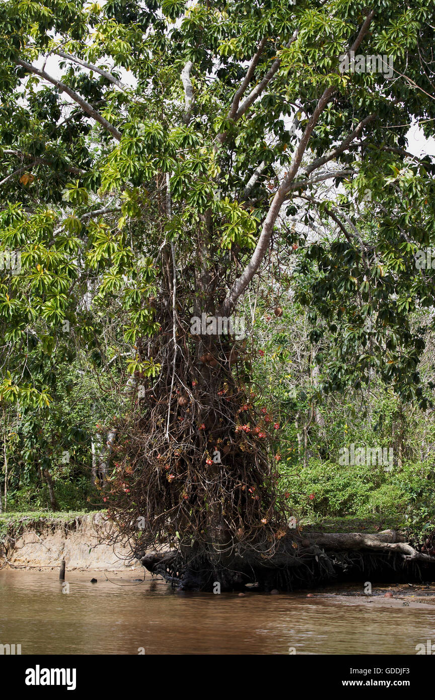 TARAPAN CANONBALL TREE couroupita guianensis, ORINOCO DELTA IN ...