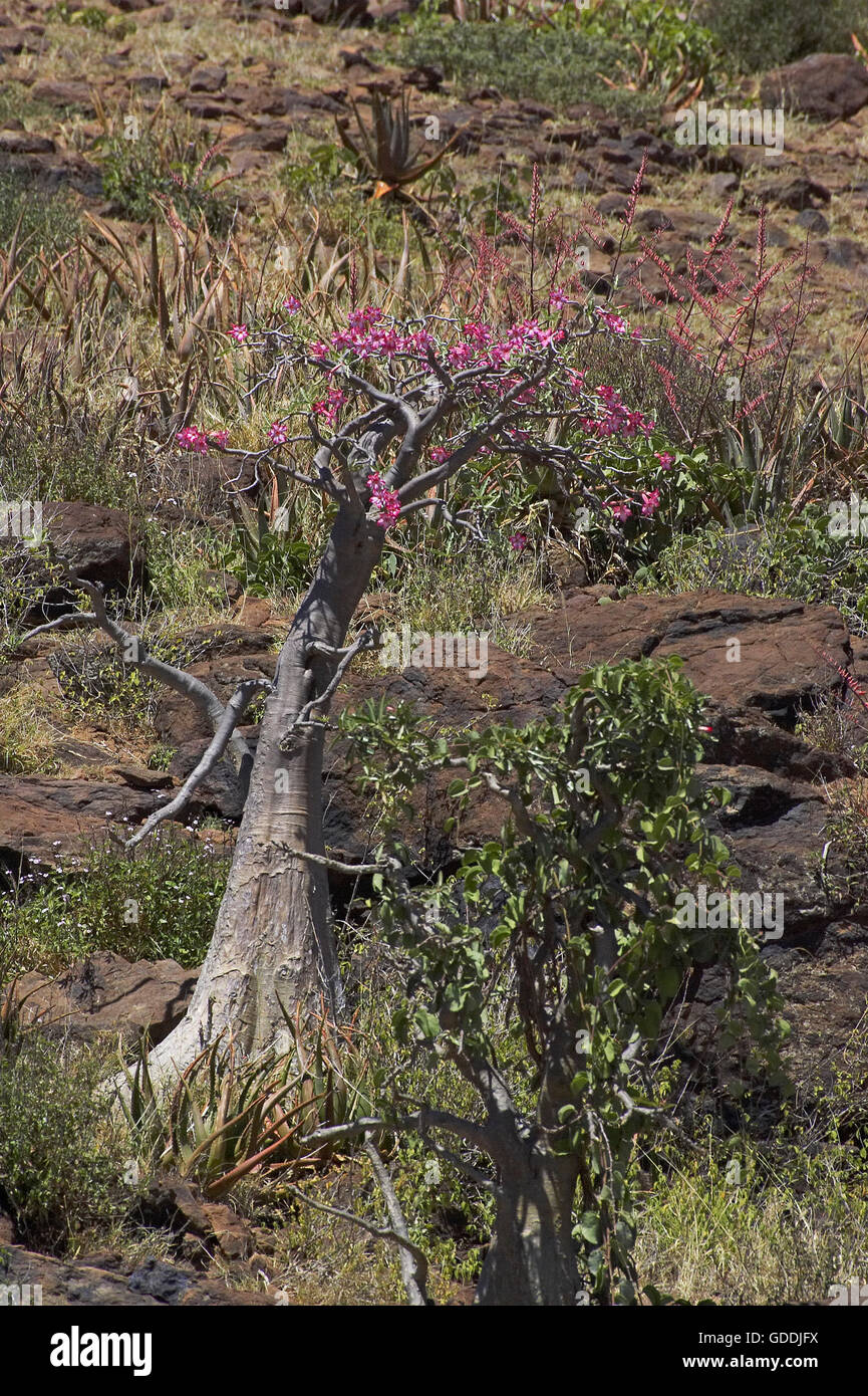 Desert Rose, adenium obesum, Bogoria Lake in Kenya Stock Photo - Alamy