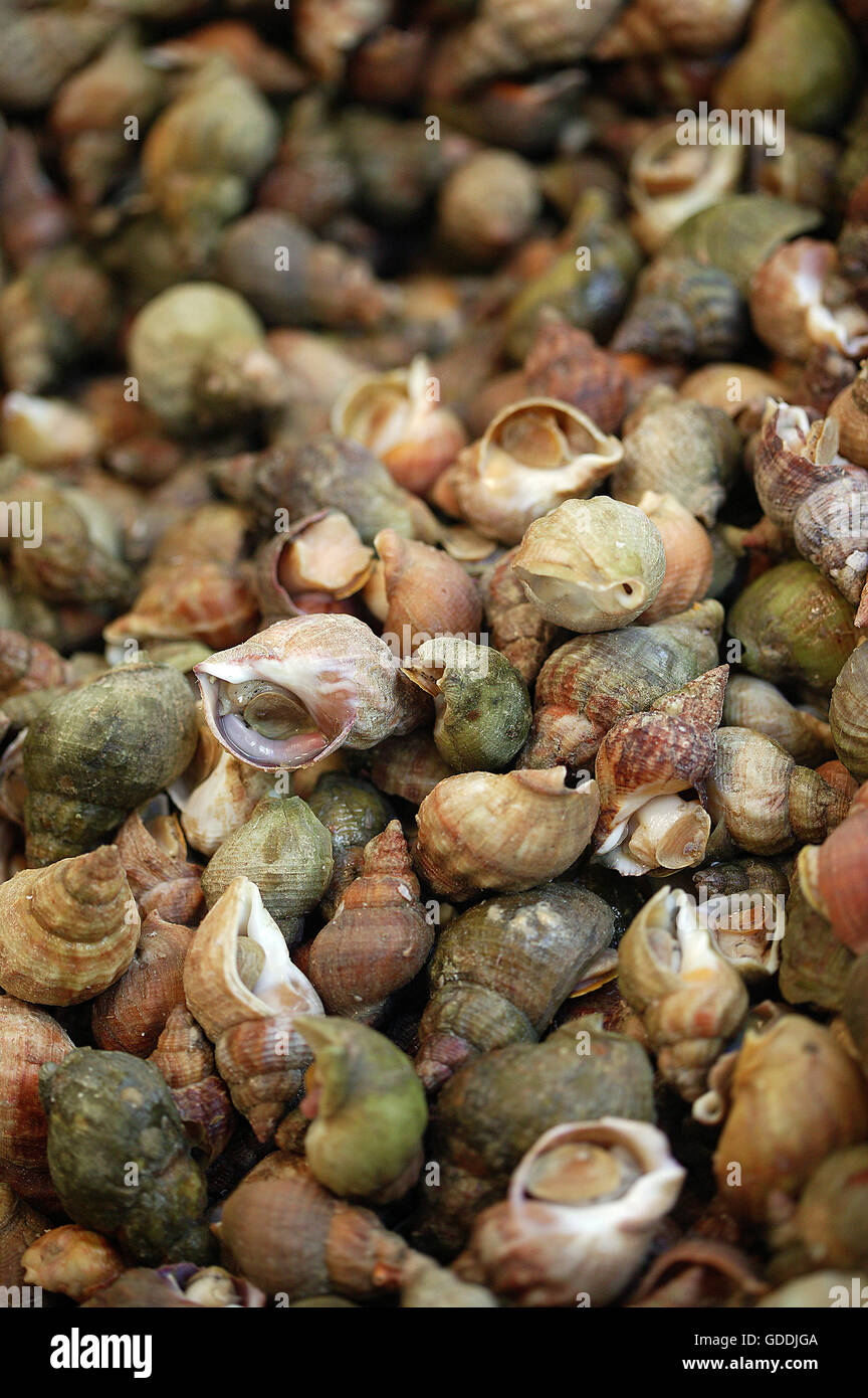 Common whelks hi-res stock photography and images - Alamy