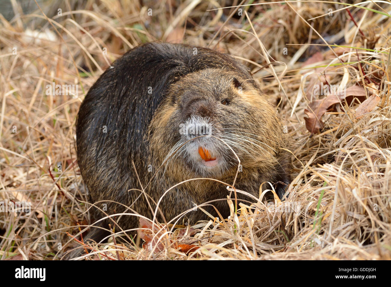 Coypu Myocastor Coypus High Resolution Stock Photography and Images - Alamy