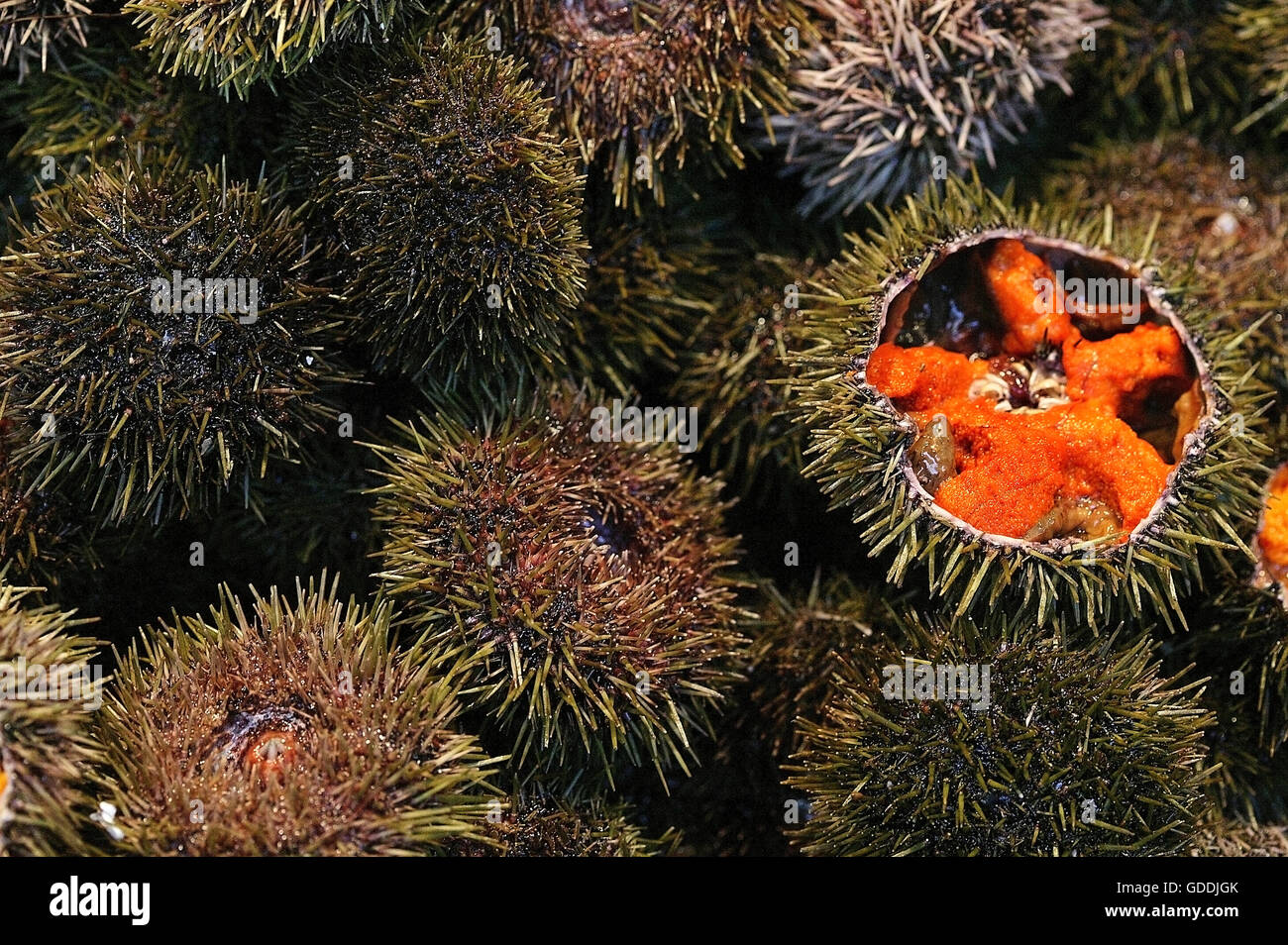 SEA URCHINS AT A FISH STALL Stock Photo - Alamy