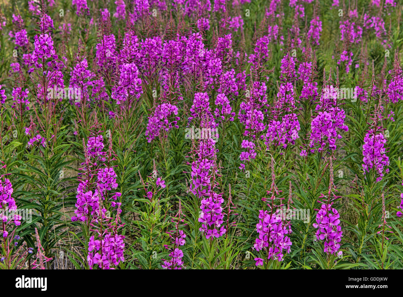 Purple fireweed hi-res stock photography and images - Alamy