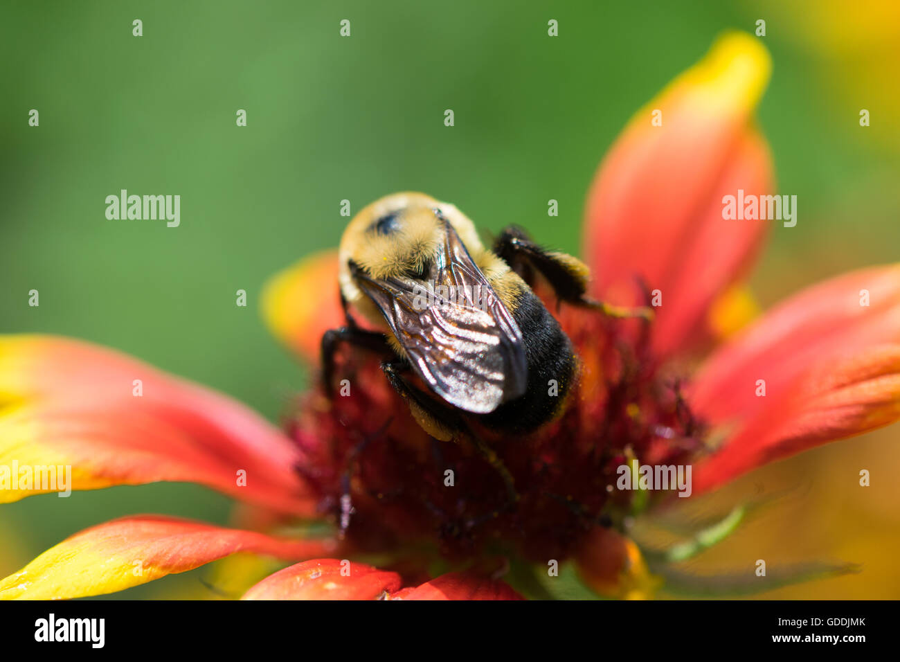 Honey Bee Pollinating a Flower Stock Photo - Alamy