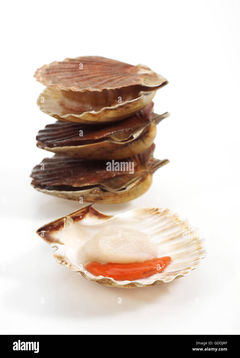 King scallop pecten maximus Cut Out Stock Images & Pictures - Alamy