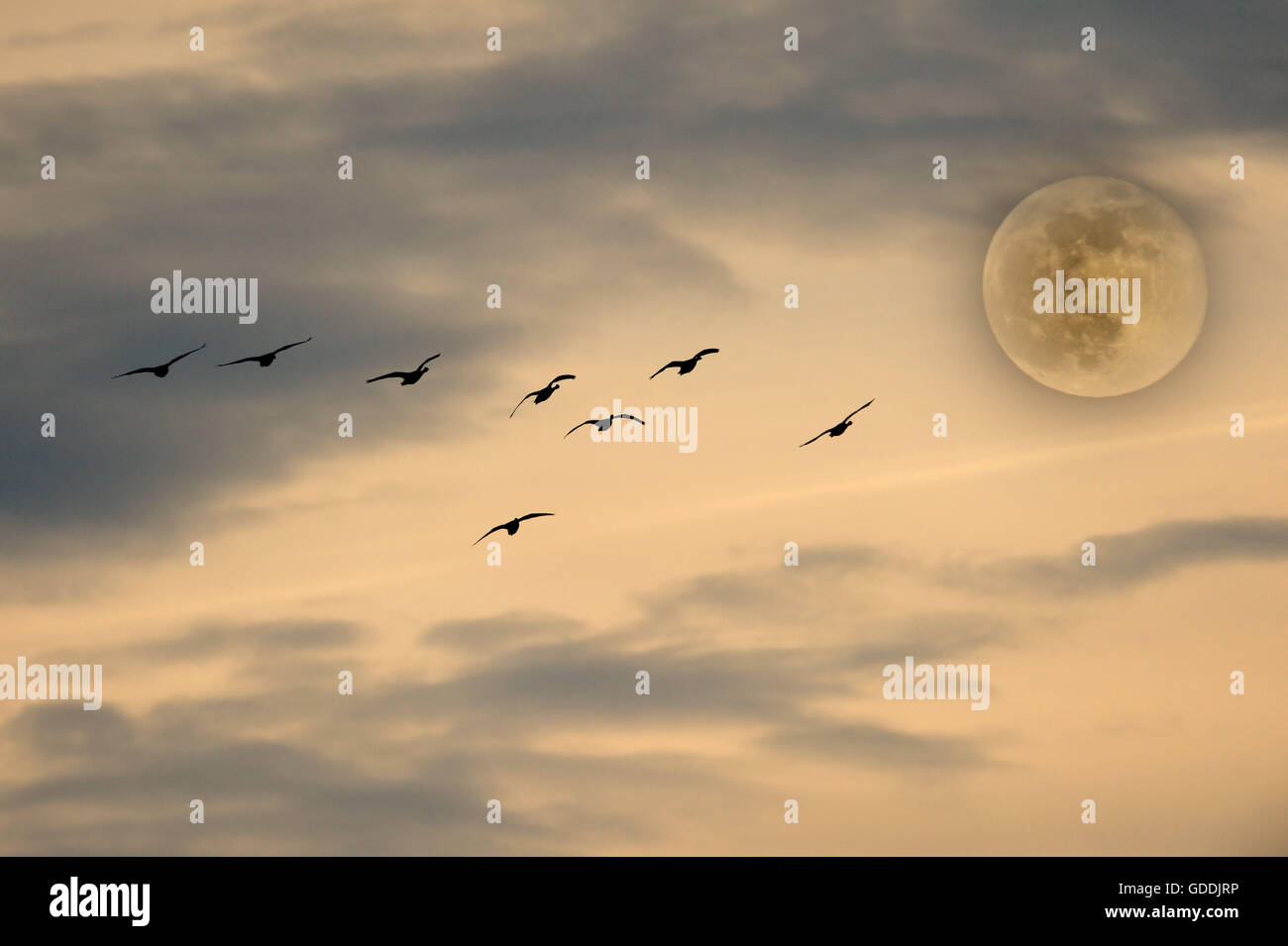 geese and moon Stock Photo - Alamy