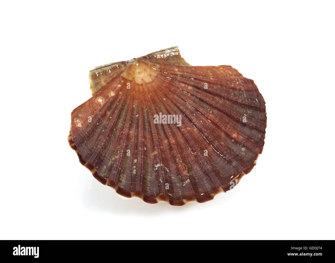 Fresh Scallops, pecten maximus against White Background Stock Photo - Alamy