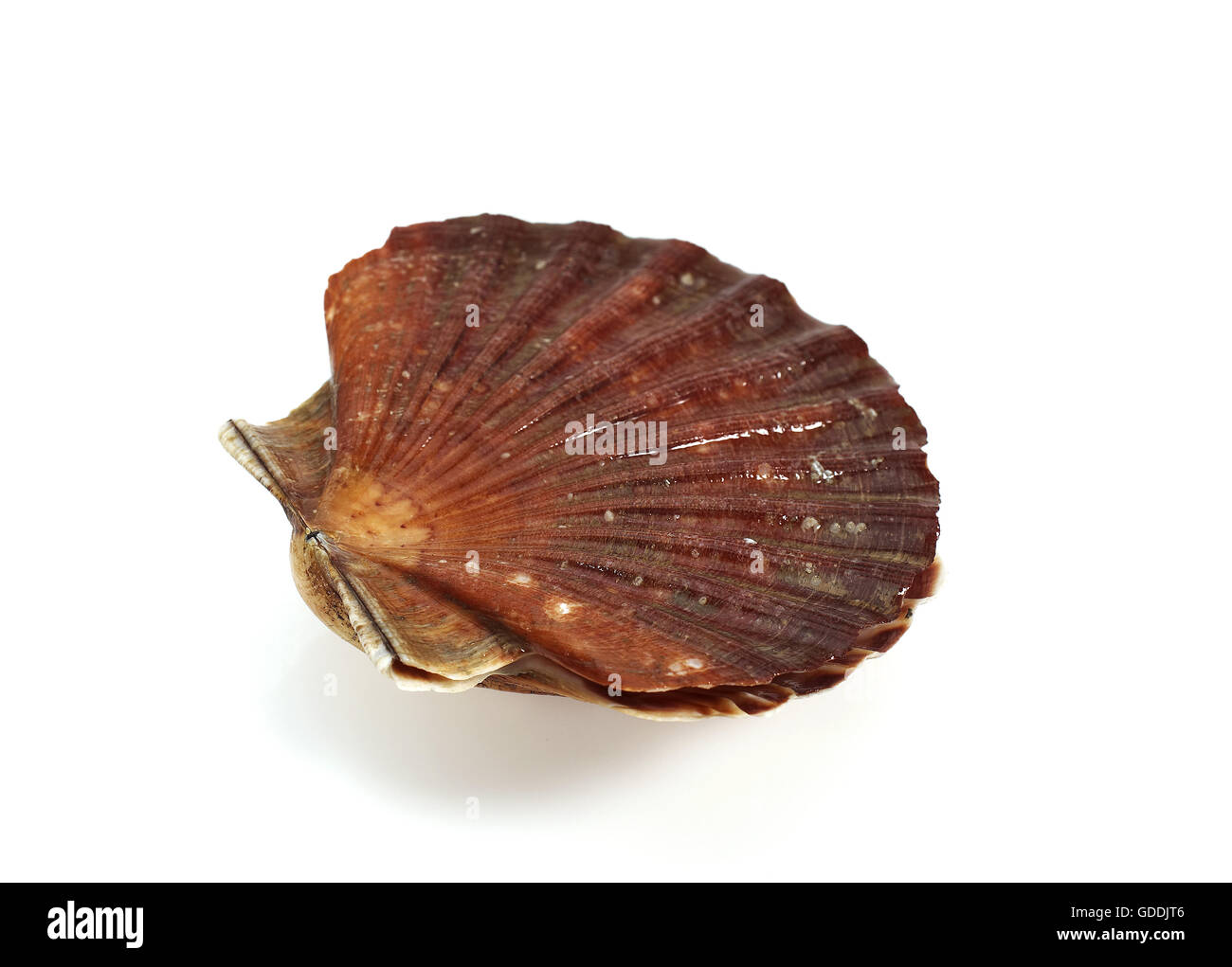 Pecten maximus hi-res stock photography and images - Alamy