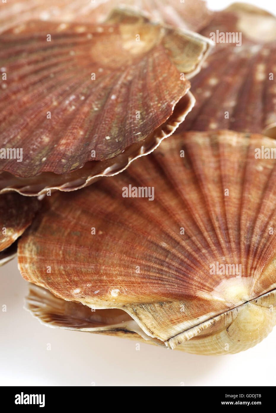 Pecten maximus hi-res stock photography and images - Alamy