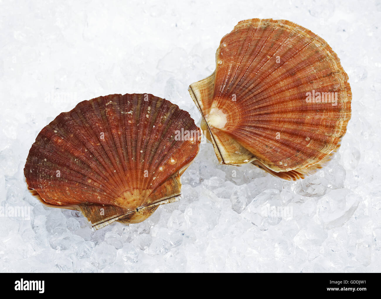 Pecten hi-res stock photography and images - Alamy