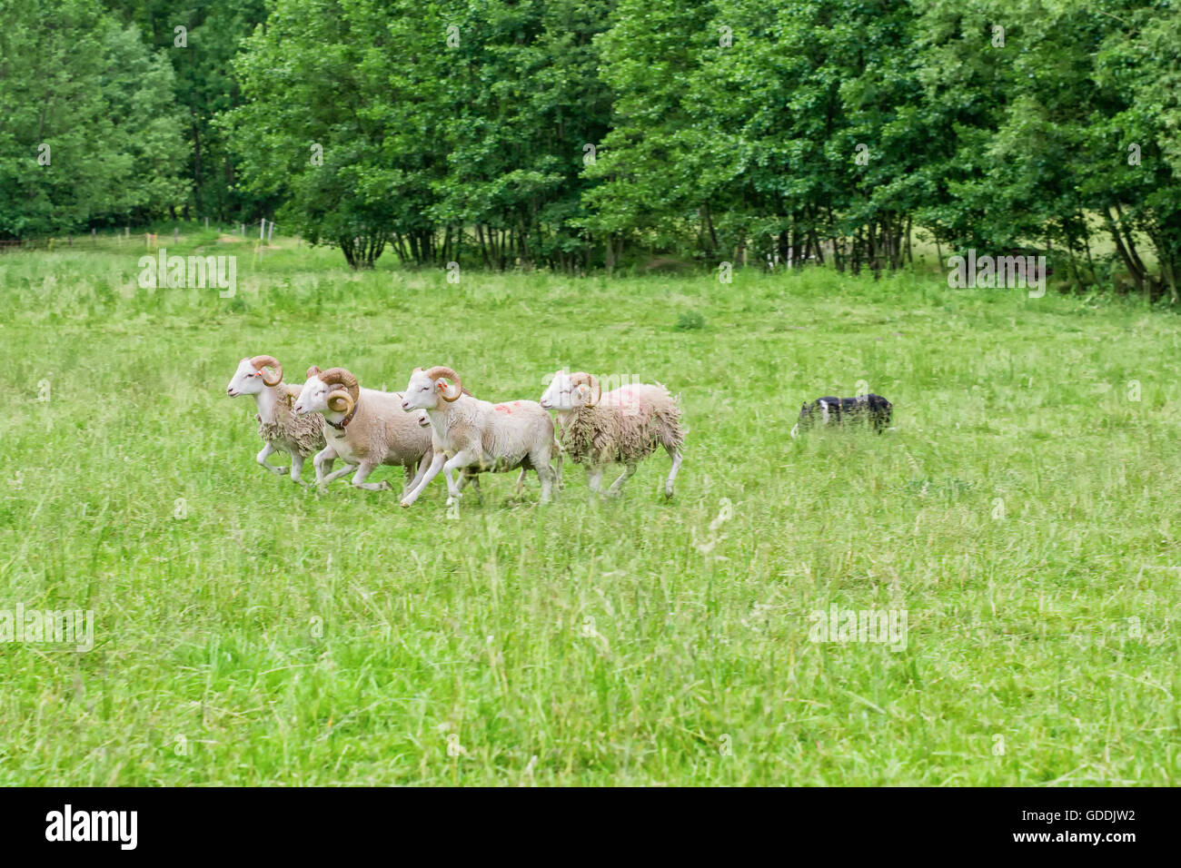 Dog chasing livestock hi-res stock photography and images - Alamy