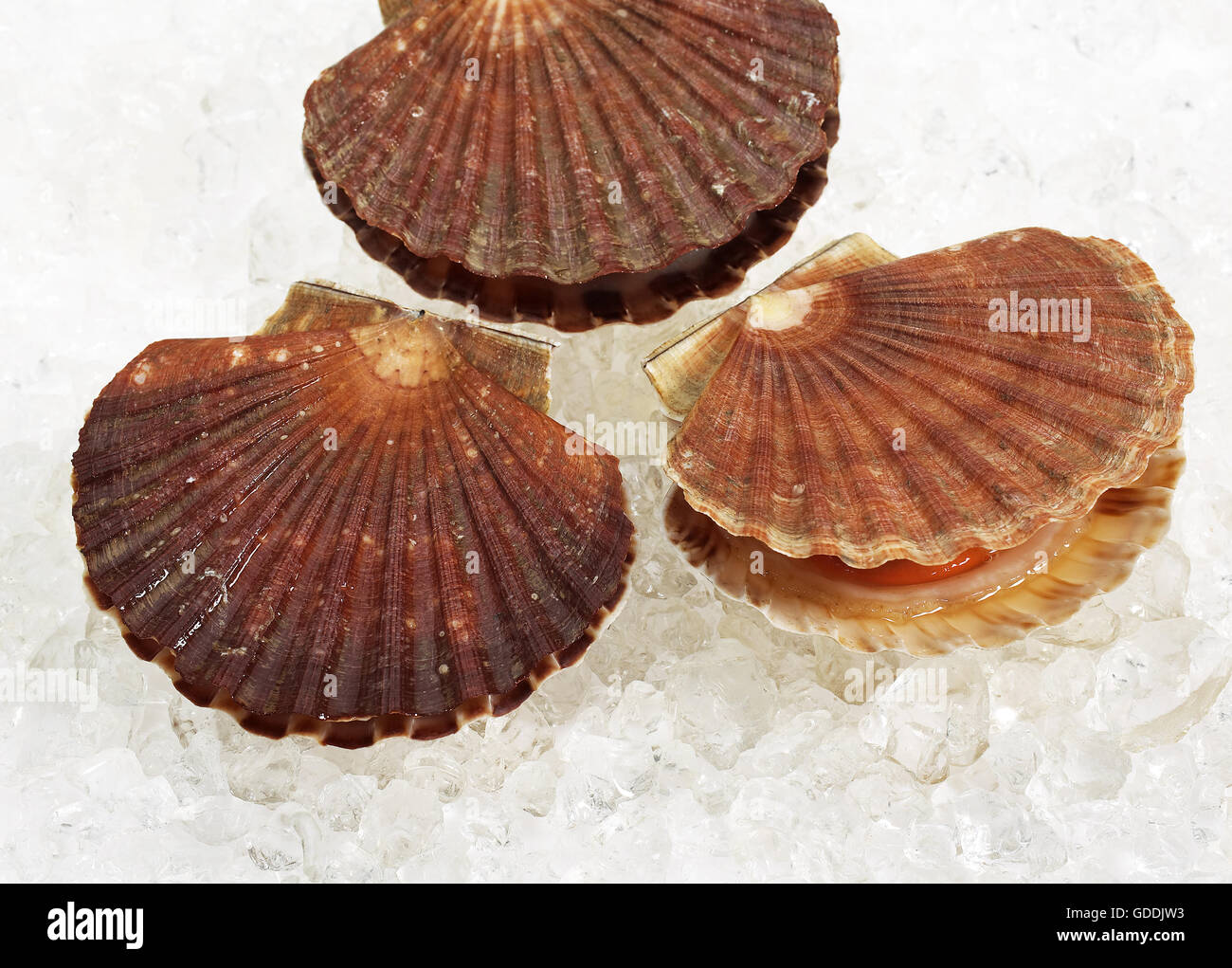 Fresh scallops on ice hi-res stock photography and images - Alamy