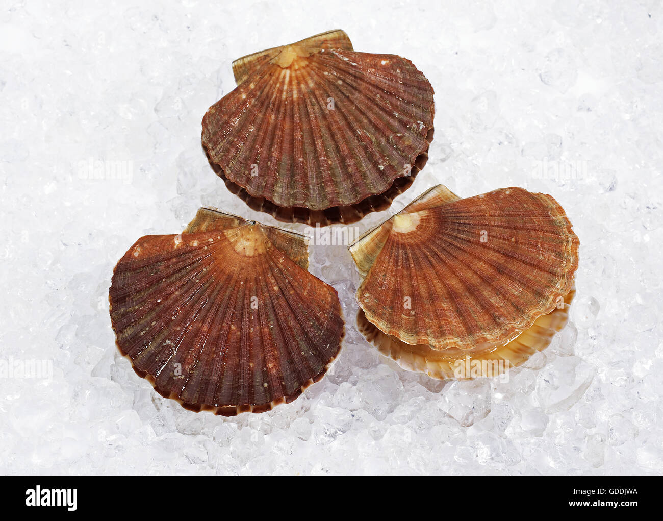 Pecten maximus on ice hi-res stock photography and images - Alamy