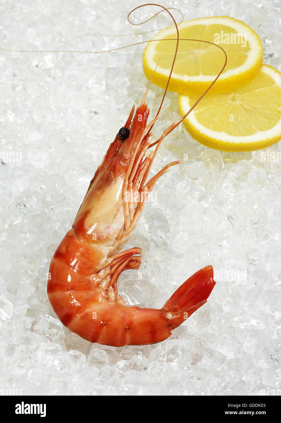 FRESH PRAWN ON ICE WITH SLICE OF LEMON Stock Photo - Alamy