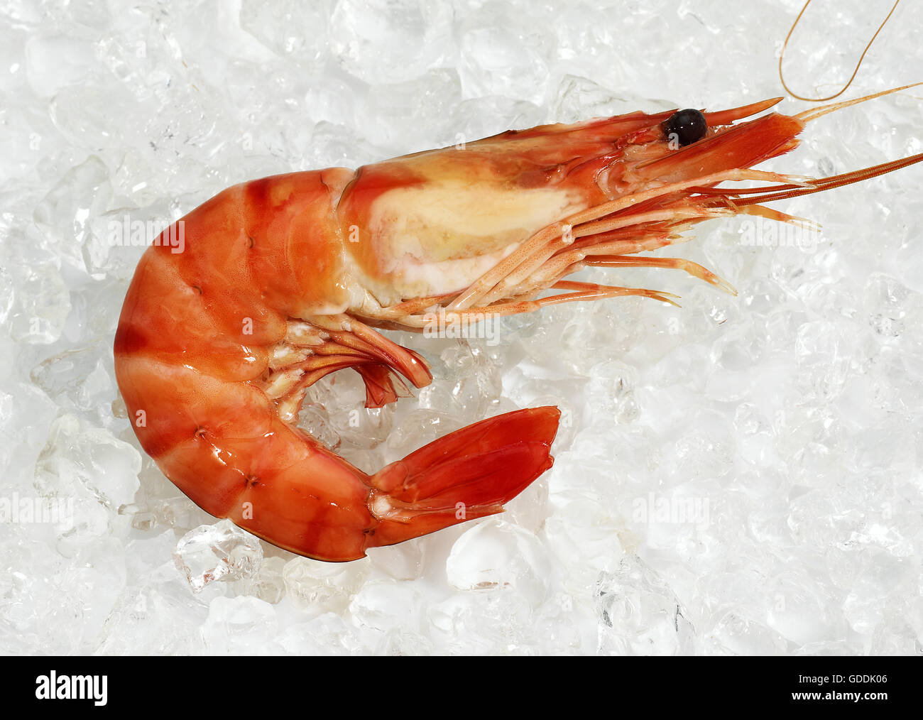 Fresh Prawn, palaemon serratus on Ice Stock Photo - Alamy