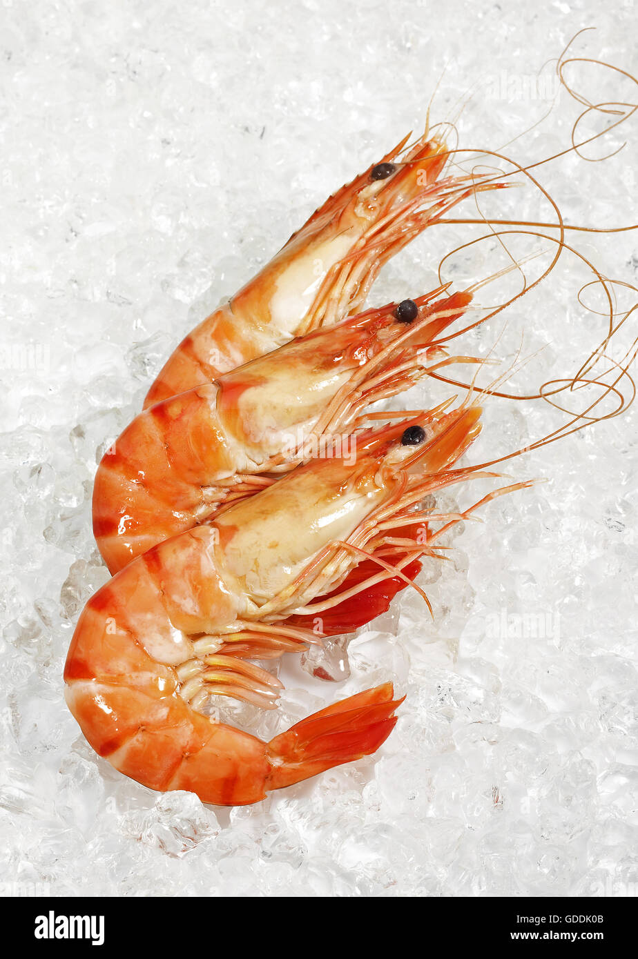 Common prawns palaemon serratus hi-res stock photography and images - Alamy
