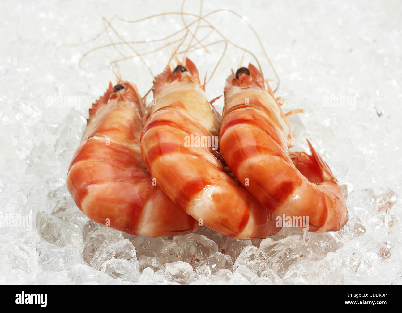 FRESH PRAWN ON ICE Stock Photo - Alamy