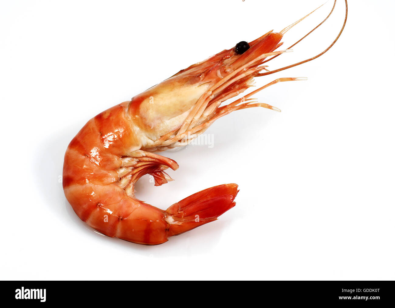 Fresh Prawn, palaemon serratus against White Background Stock Photo - Alamy